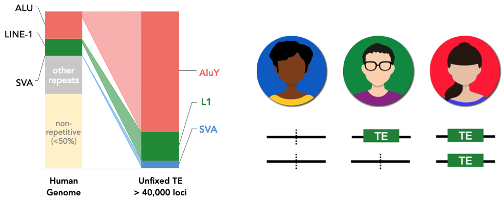 How do jumping genes contribute to human diversity? – Canadian Centre ...
